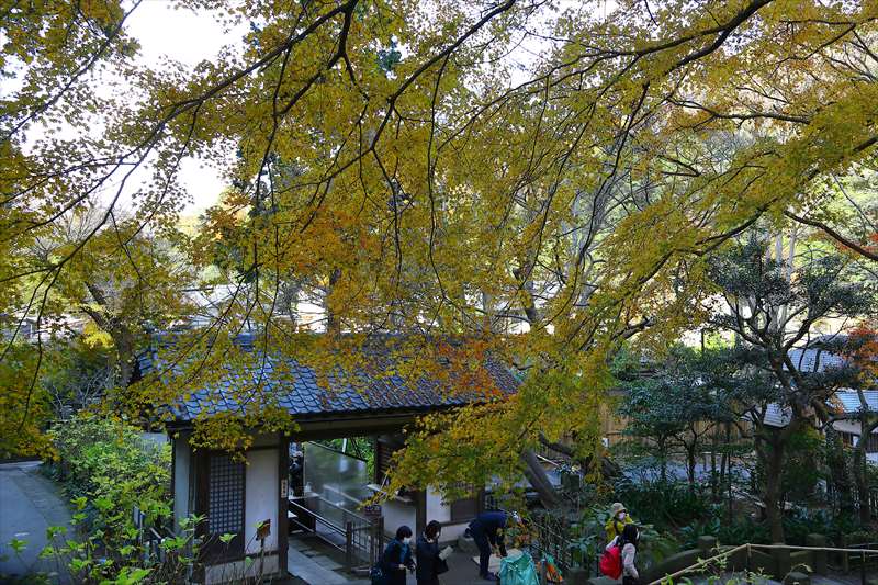 明月院の紅葉と見頃・本堂後庭園の紅葉も紹介 | 鎌倉の寺院と札所巡り by鎌倉PRESS