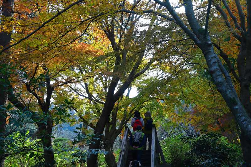 明月院の紅葉と見頃・本堂後庭園の紅葉も紹介 | 鎌倉の寺院と札所巡り by鎌倉PRESS