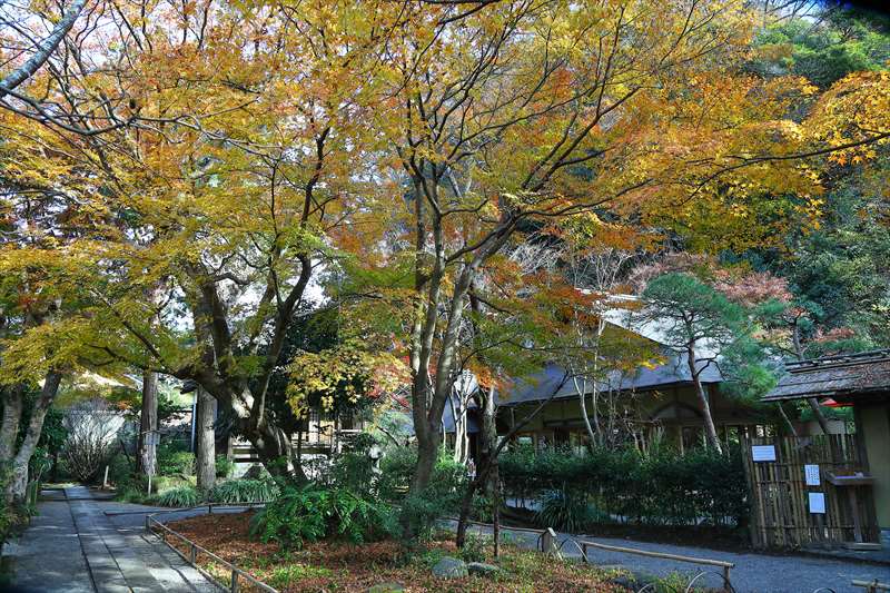明月院の紅葉と見頃・本堂後庭園の紅葉も紹介 | 鎌倉の寺院と札所巡り by鎌倉PRESS