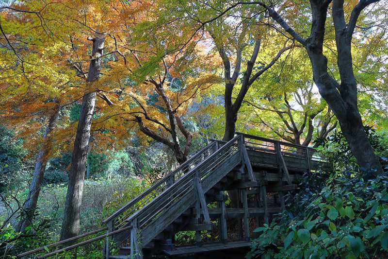 明月院の紅葉と見頃・本堂後庭園の紅葉も紹介 | 鎌倉の寺院と札所巡り by鎌倉PRESS